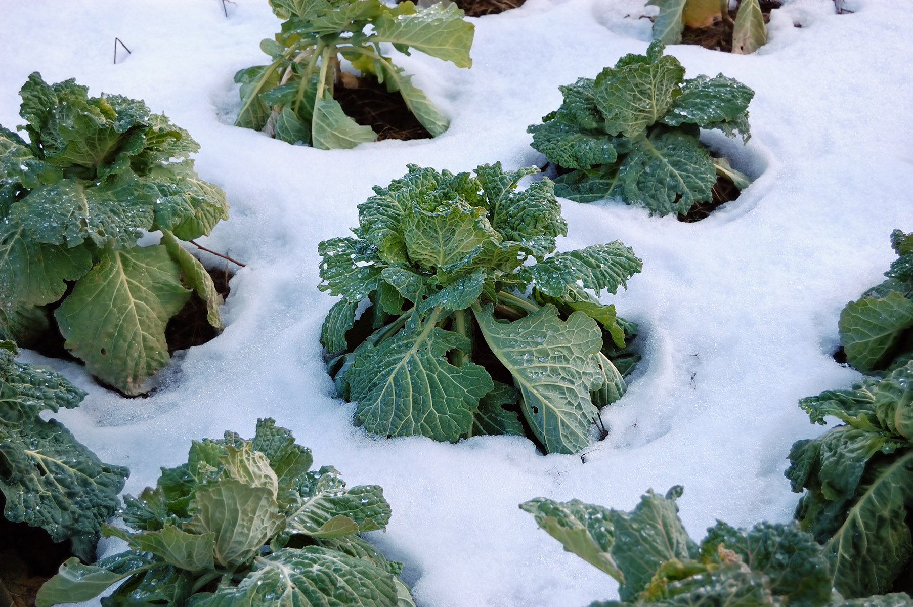 Tips for Gardening Cold Weather Vegetables – Mother Earth News
